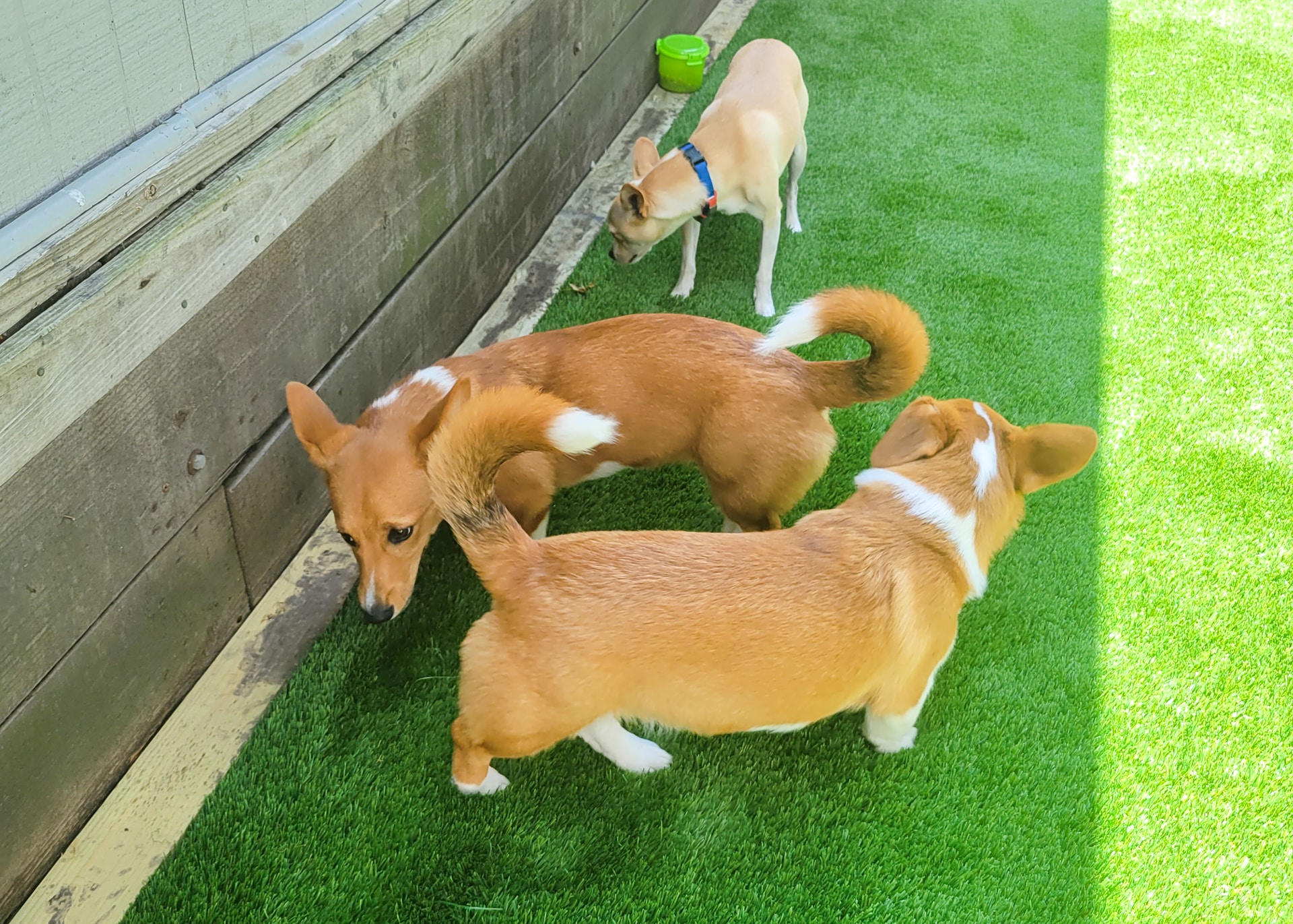 Dog Turf Yard - Site Prep